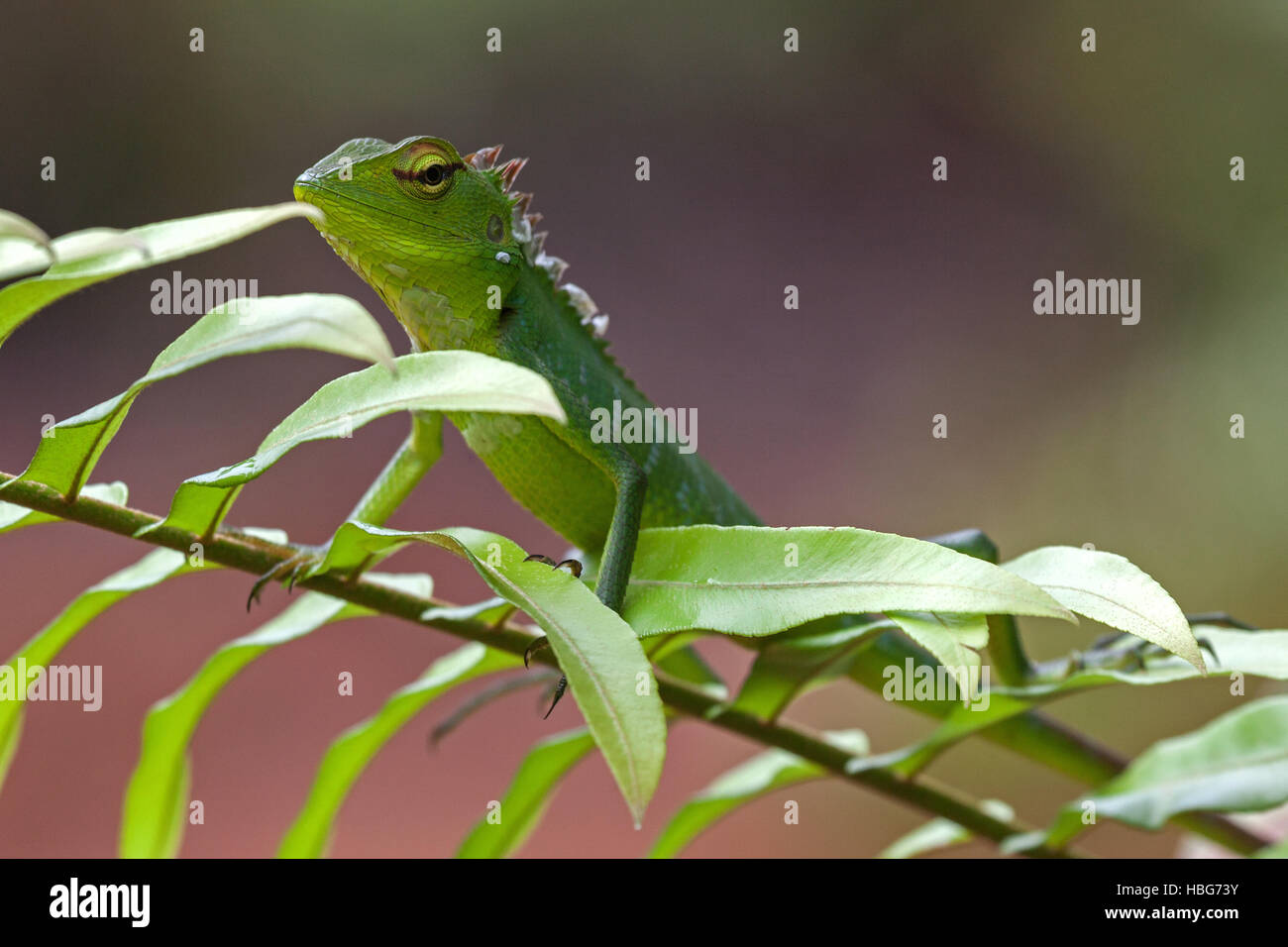 Common green forest lizard (Calotes calotes) on leaf, Sinharaja ...