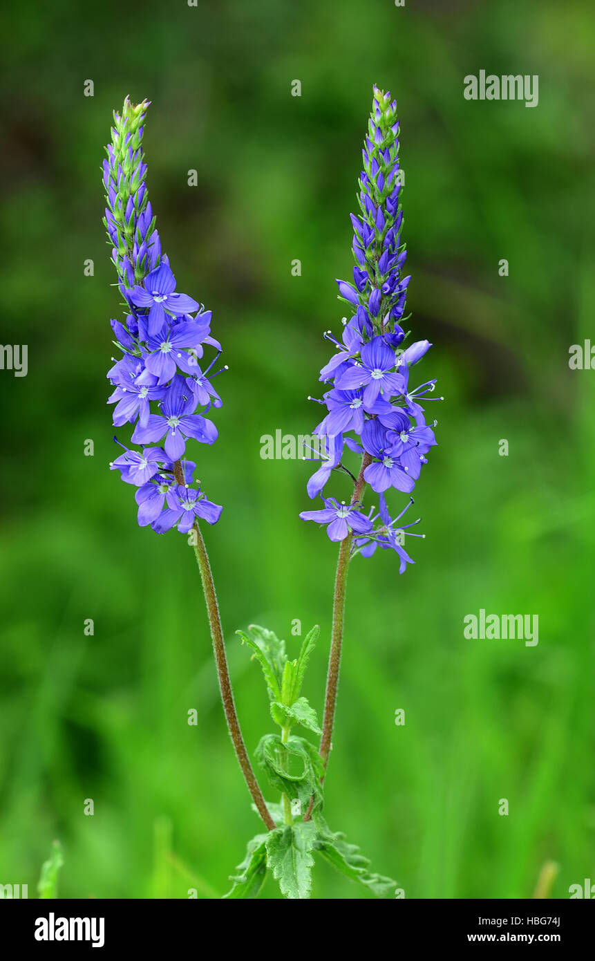 prize, speedwell, veronica Stock Photo - Alamy