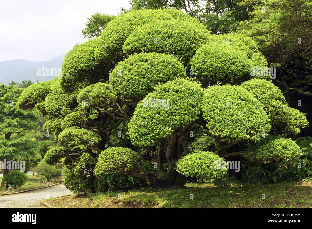 Green trimmed bush hi-res stock photography and images - Alamy