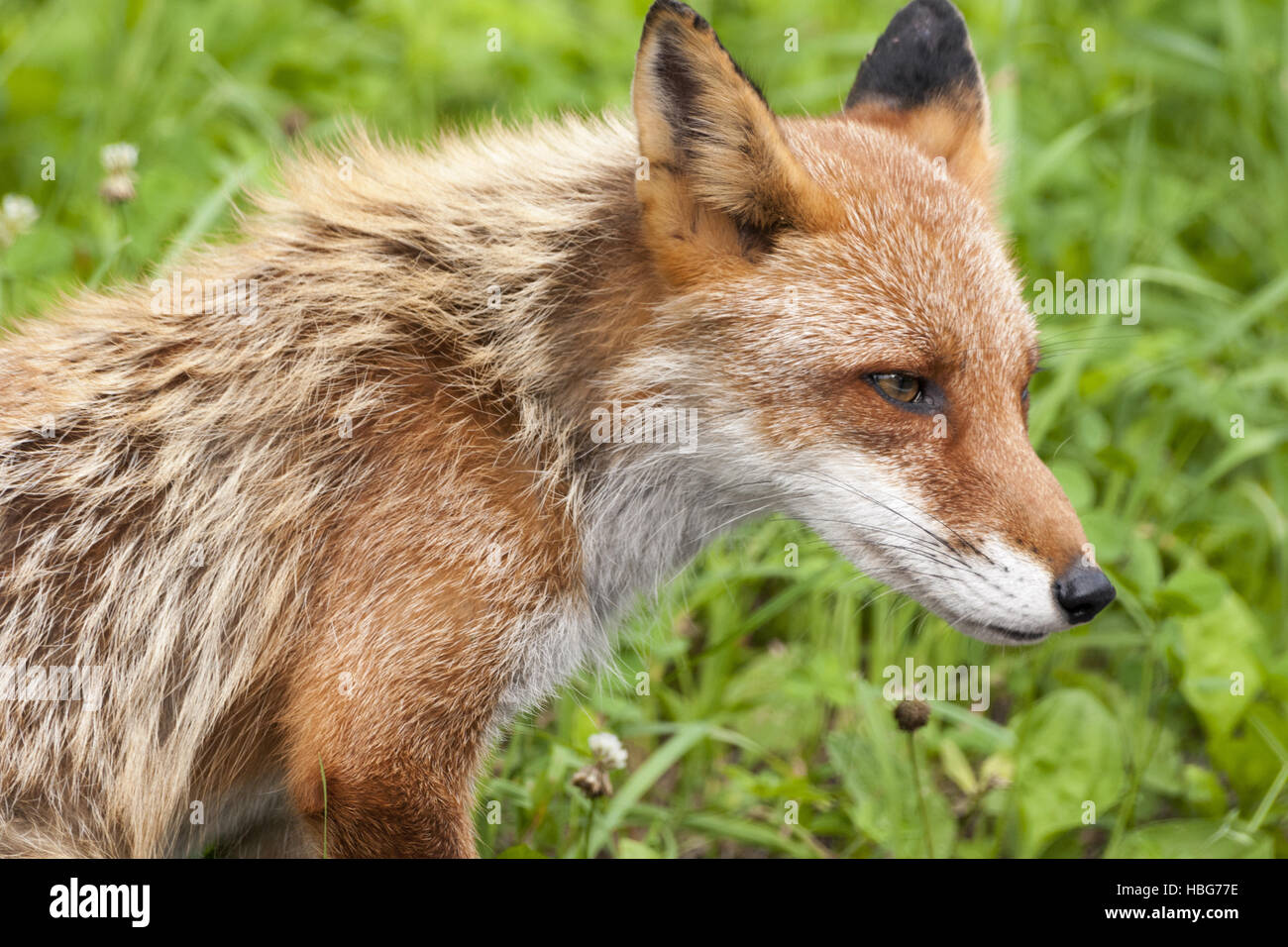 Red fox head shot hi-res stock photography and images - Alamy