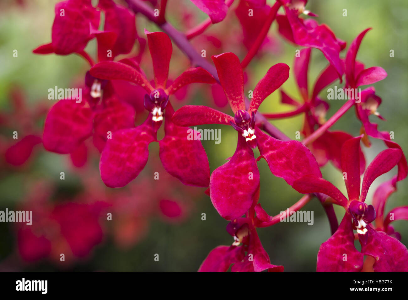 Red orchids hi-res stock photography and images - Alamy