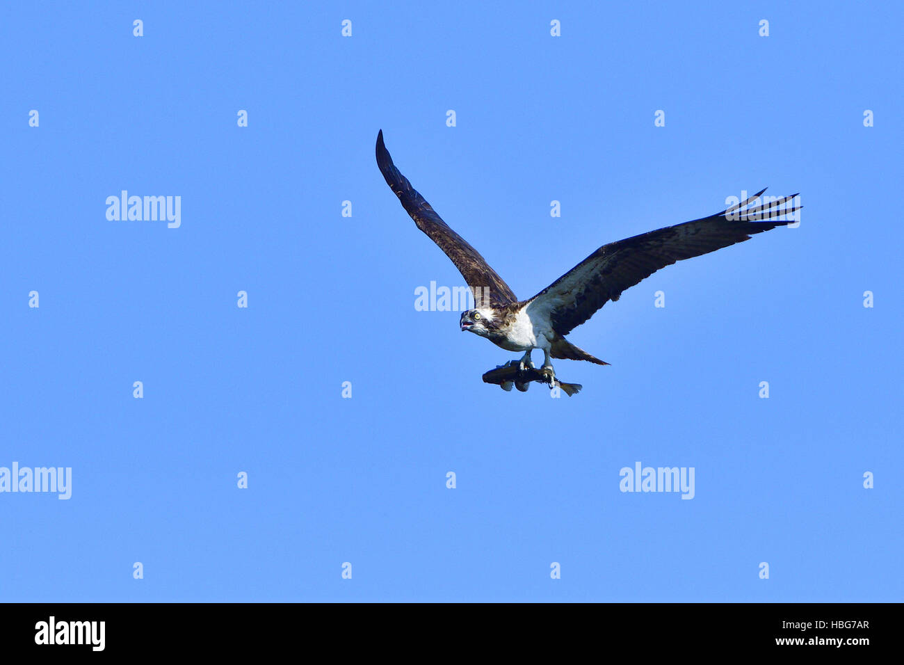Osprey with wing spread hi-res stock photography and images - Alamy