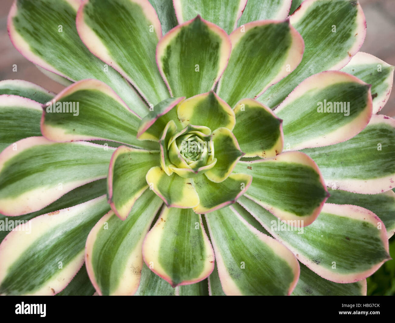 succulent agave plant Stock Photo - Alamy