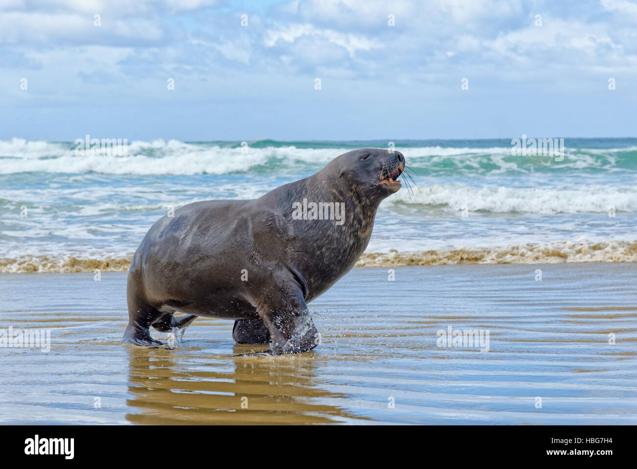 New Zealand sea lion, also Hooker's sea lion or whakahao (Phocarctos ...