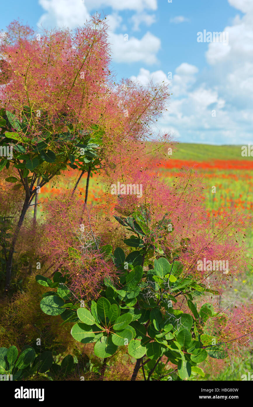 Cotinus coggygria or European smoketree Stock Photo - Alamy