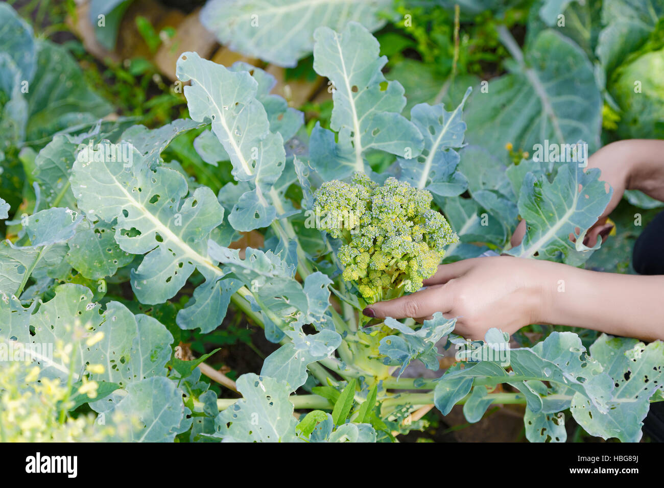 Female hands cutting broccoli in hi-res stock photography and images ...