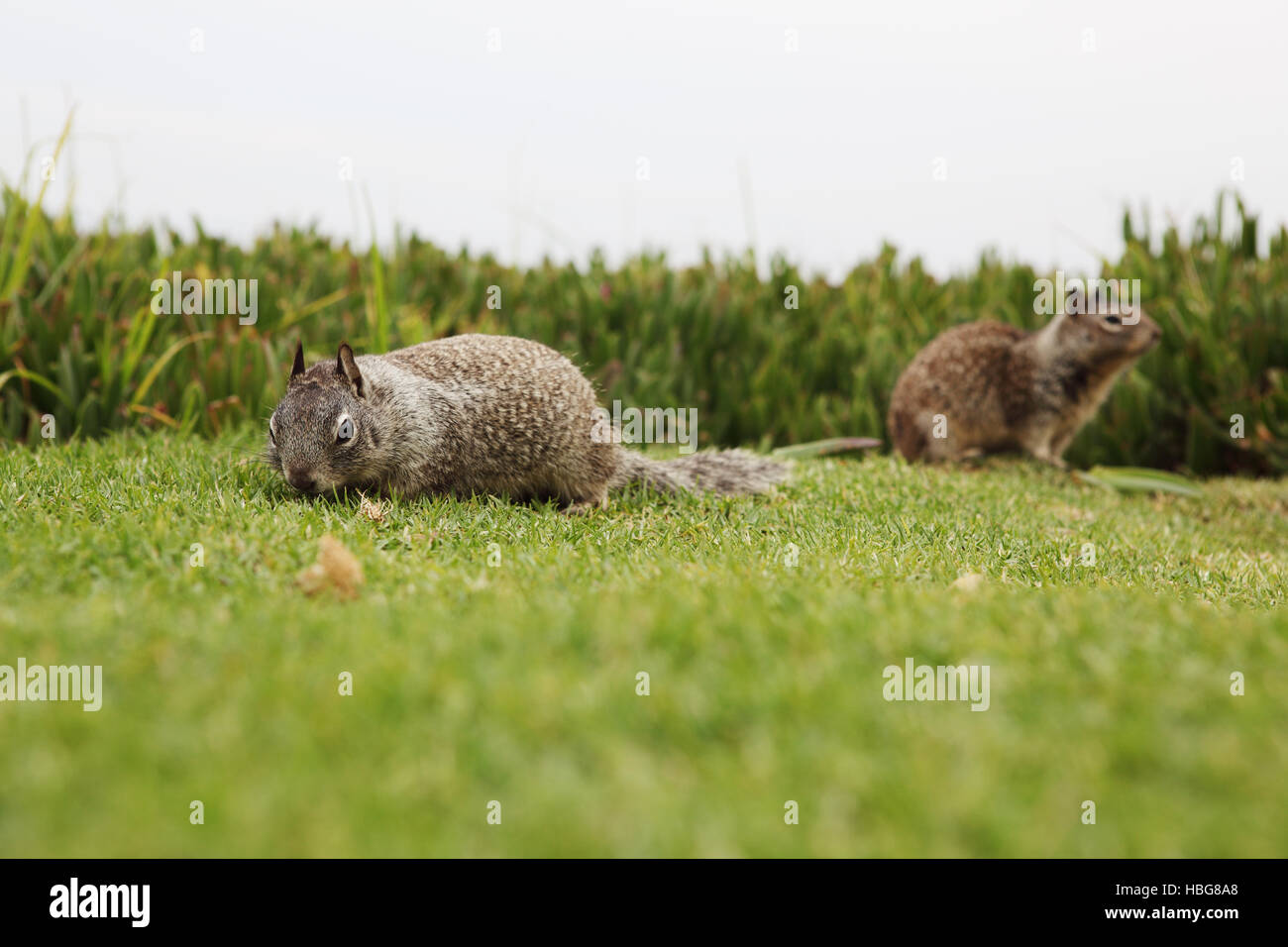 Male squirrel hi-res stock photography and images - Alamy