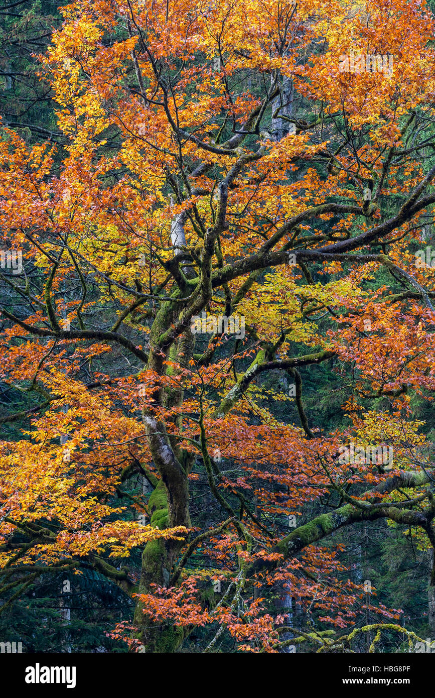 Beech (Fagus sp.) tree in autumn colours, Gesäuse National Park, Styria ...