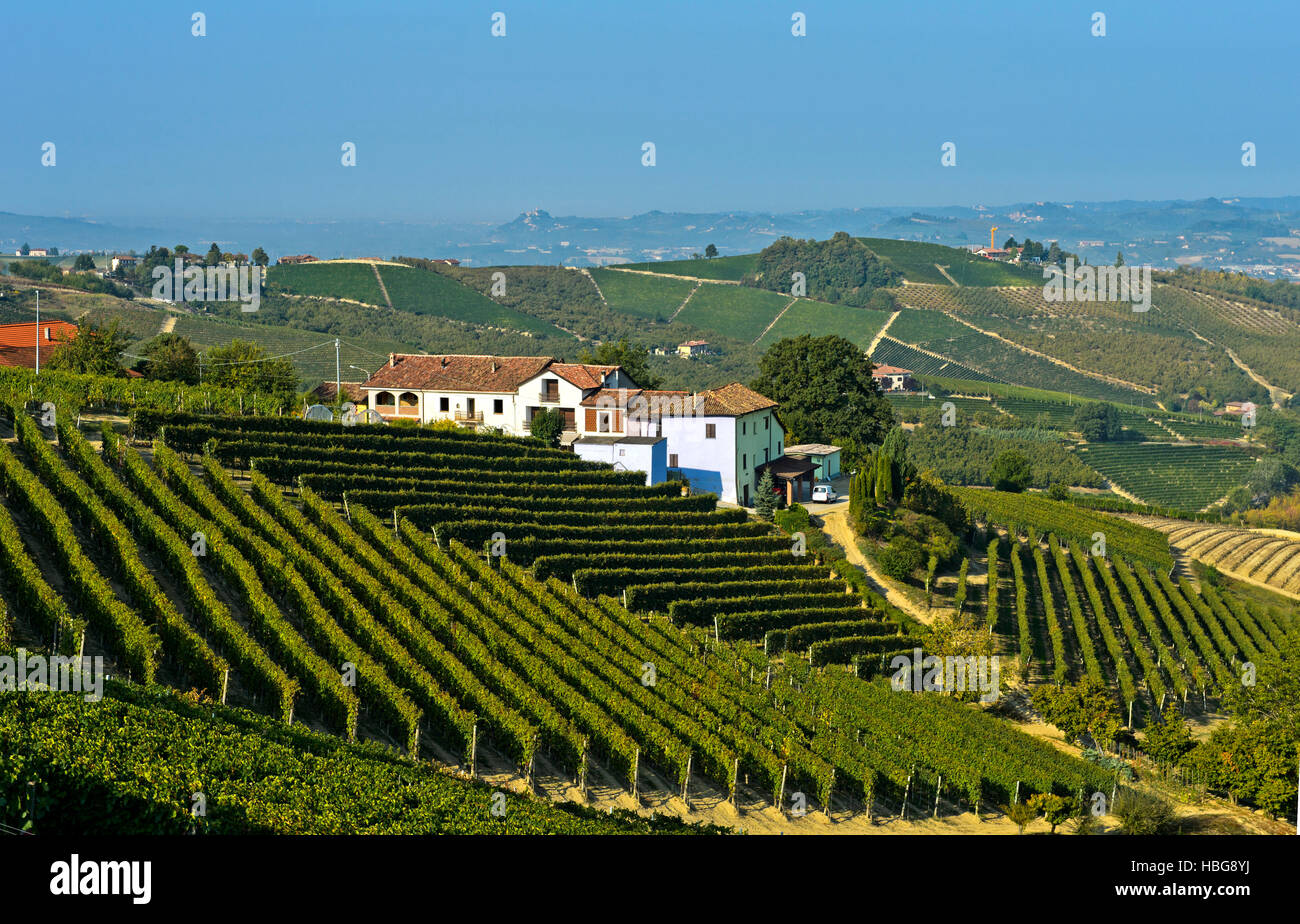 Nebbiolo grapes hi-res stock photography and images - Alamy