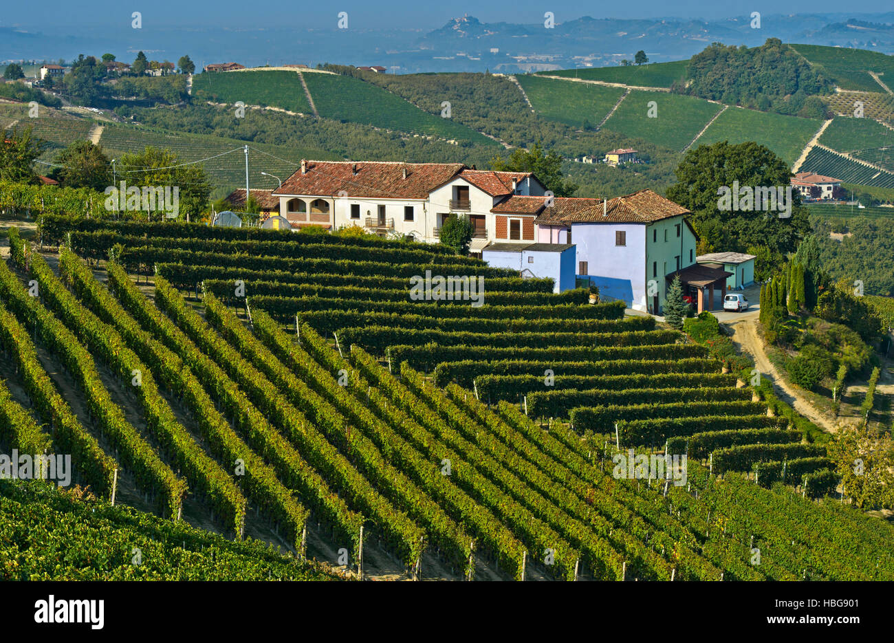 Winery and vineyards of Nebbiolo grapes for Barbaresco red wine, Treiso ...