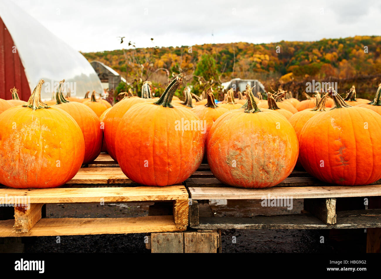 Pumpkins for sale Stock Photo - Alamy