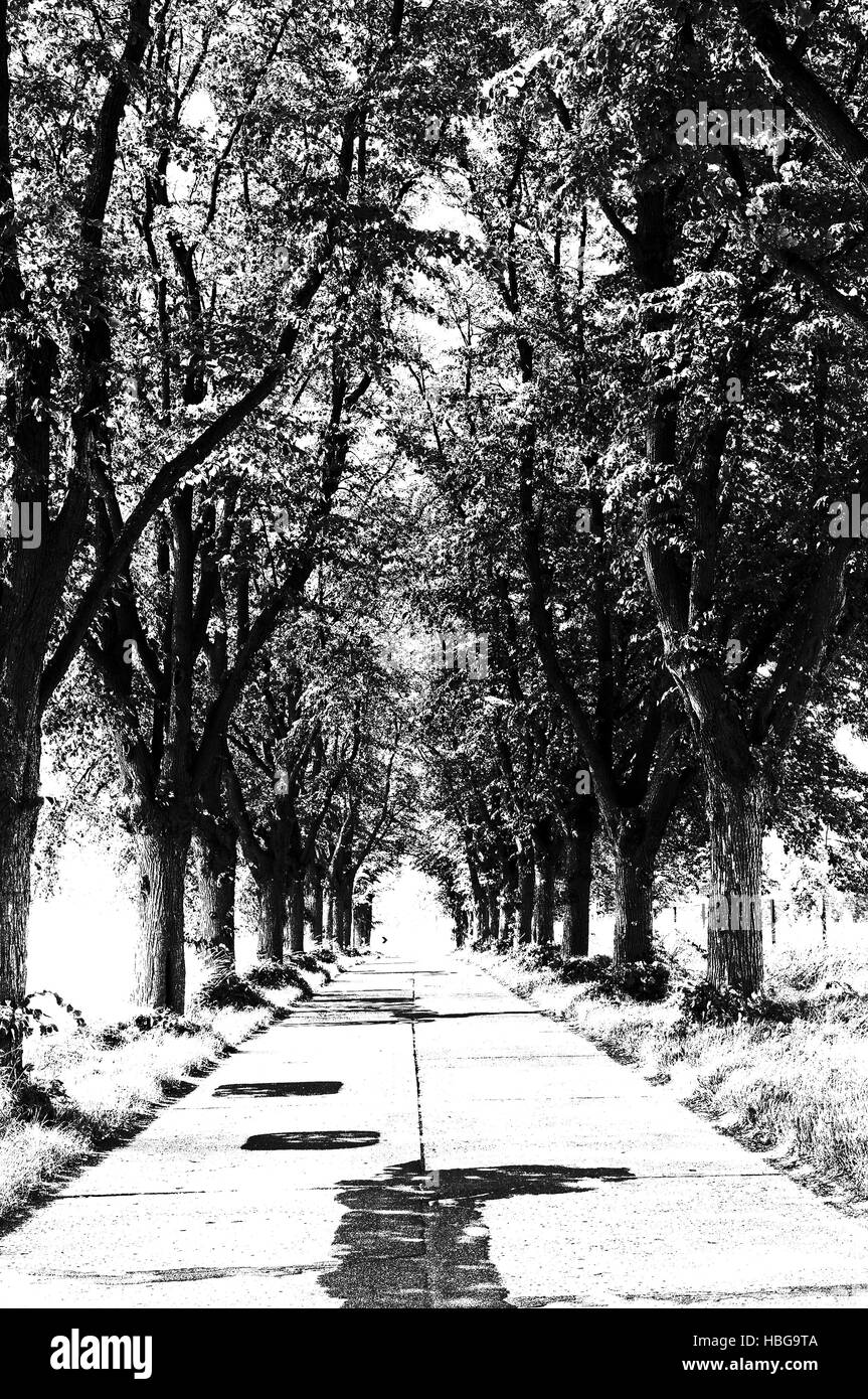 the white black nothing alley of trees Stock Photo - Alamy