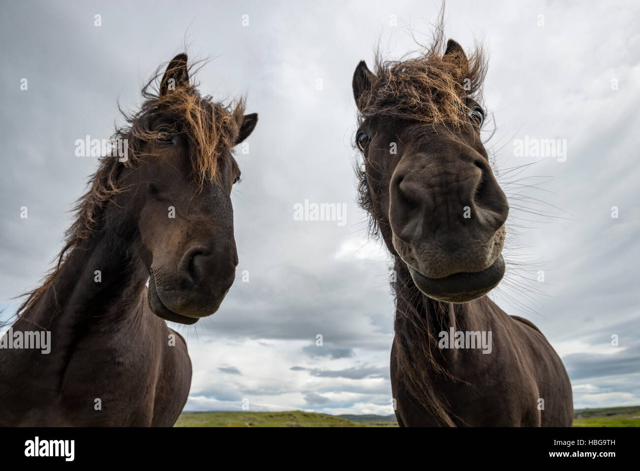 Two Horses Portrait High Resolution Stock Photography and Images - Alamy