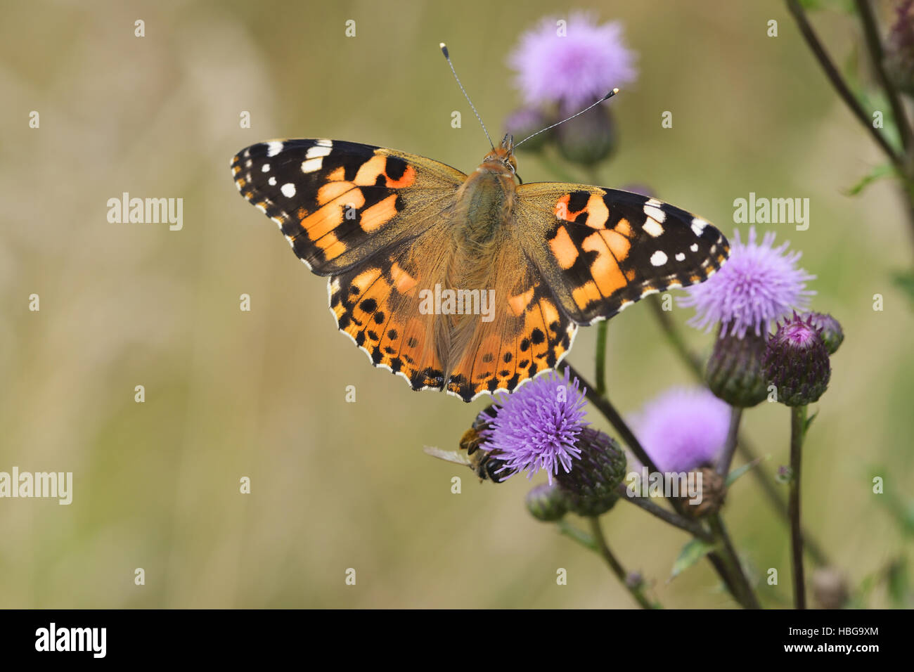 Painted lady closeup hi-res stock photography and images - Alamy