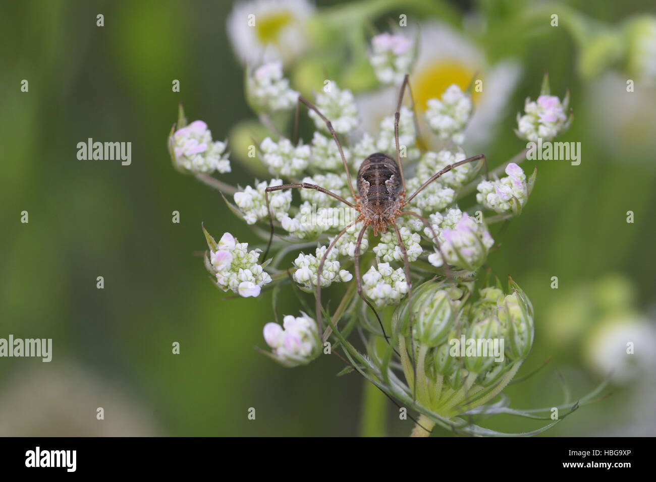 Opiliones hi-res stock photography and images - Alamy