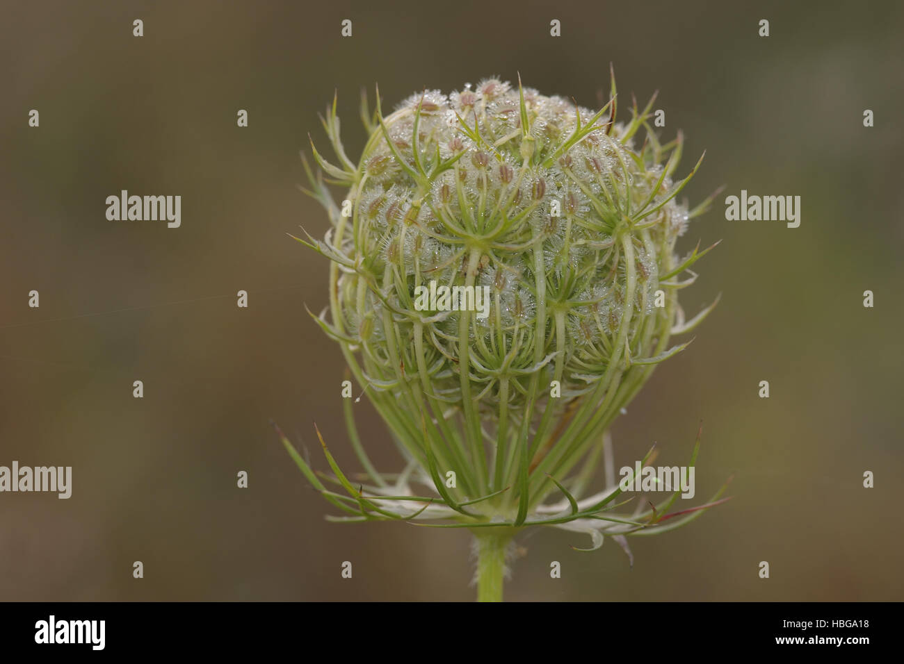 Carrot branches hi-res stock photography and images - Alamy