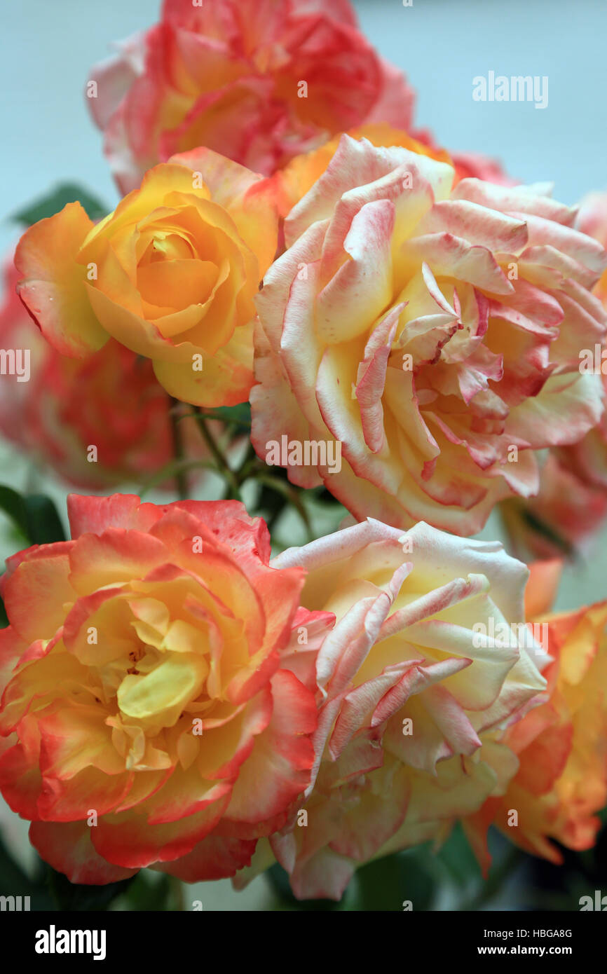 Rosen sorten hi-res stock photography and images - Alamy