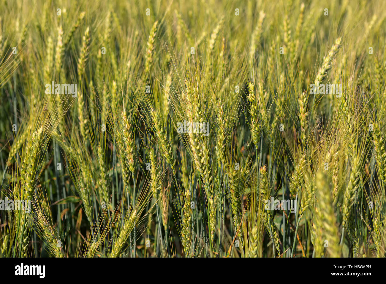Annual rye grass hi-res stock photography and images - Alamy