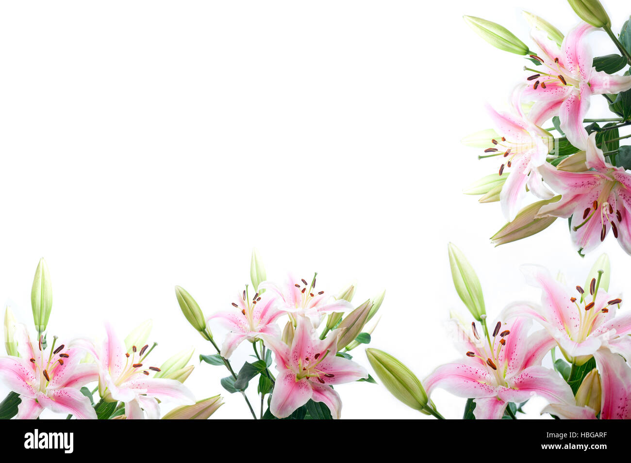 lily flowers composition frame Stock Photo - Alamy