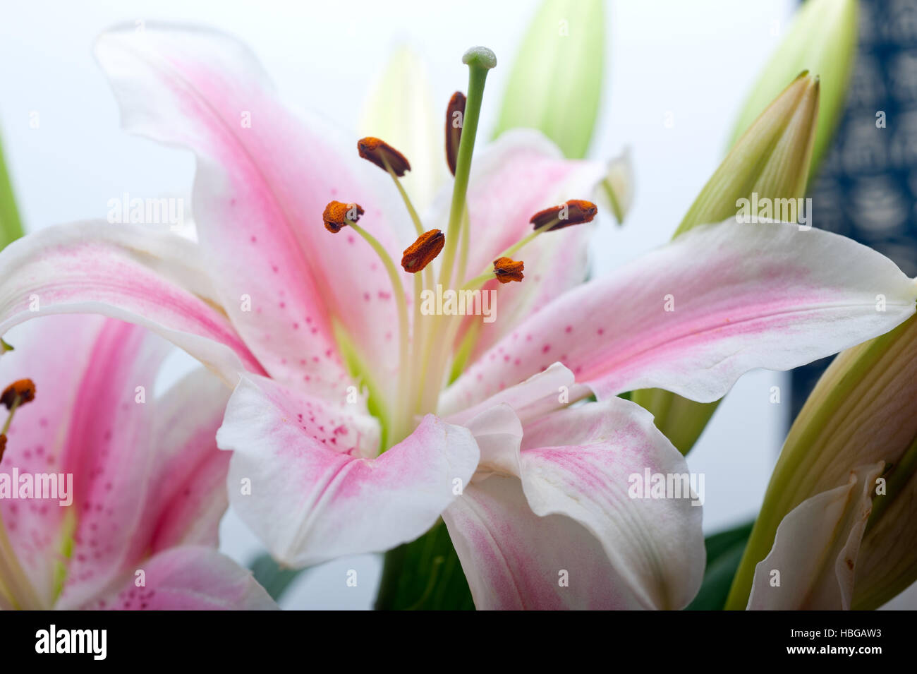 pink lily flower bouquet Stock Photo - Alamy