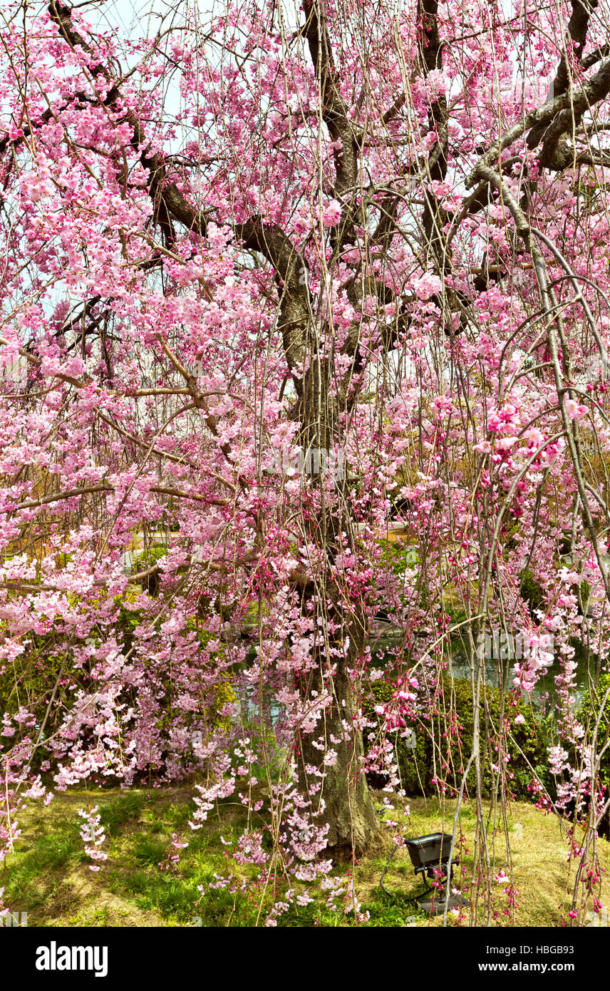 Sakura season in hi-res stock photography and images - Alamy