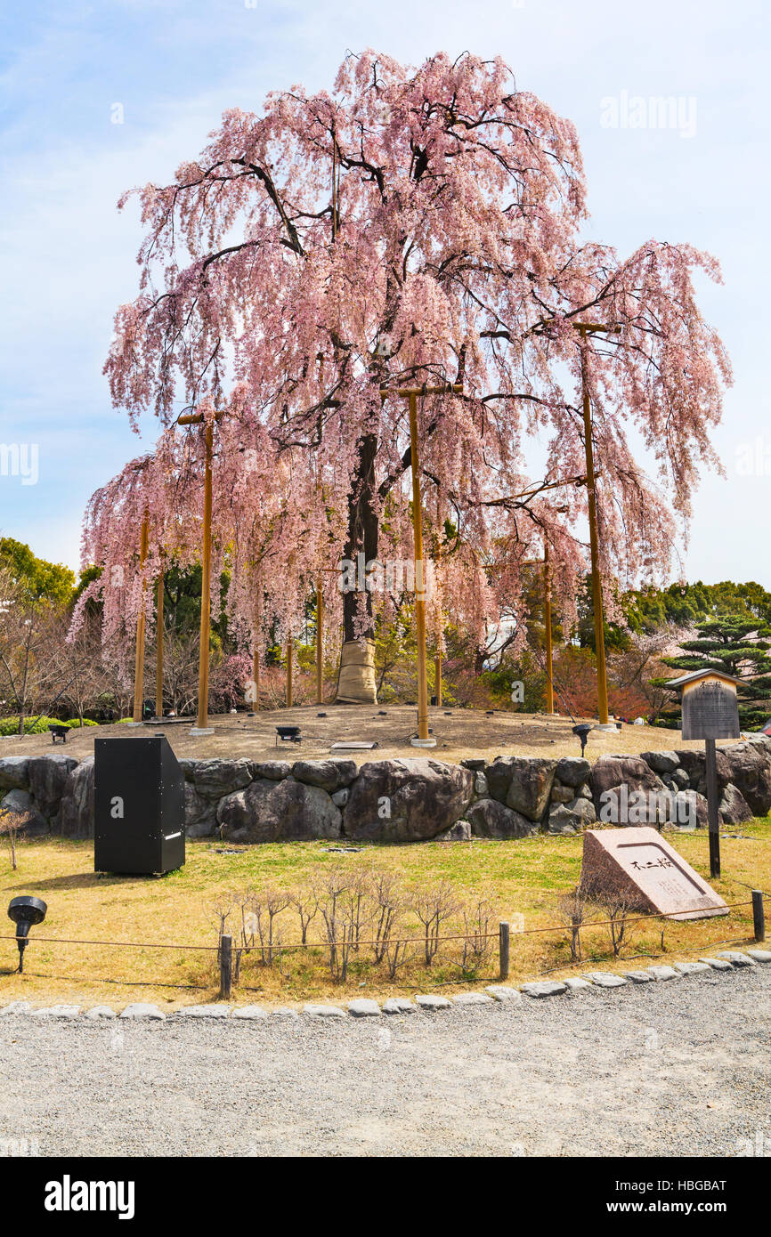 Maruyama Park in Kyoto Stock Photo - Alamy