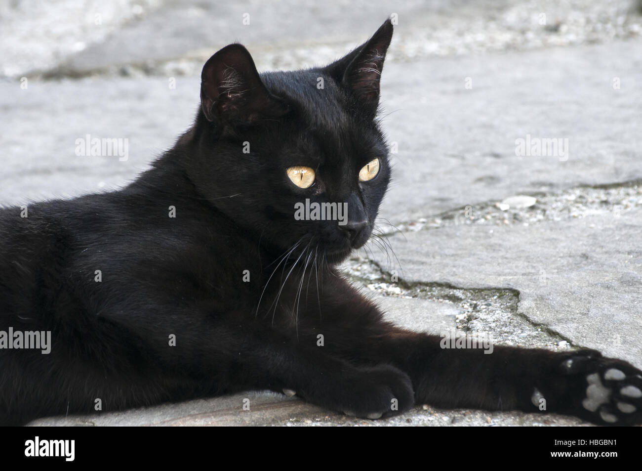 Black cat closeup Stock Photo - Alamy