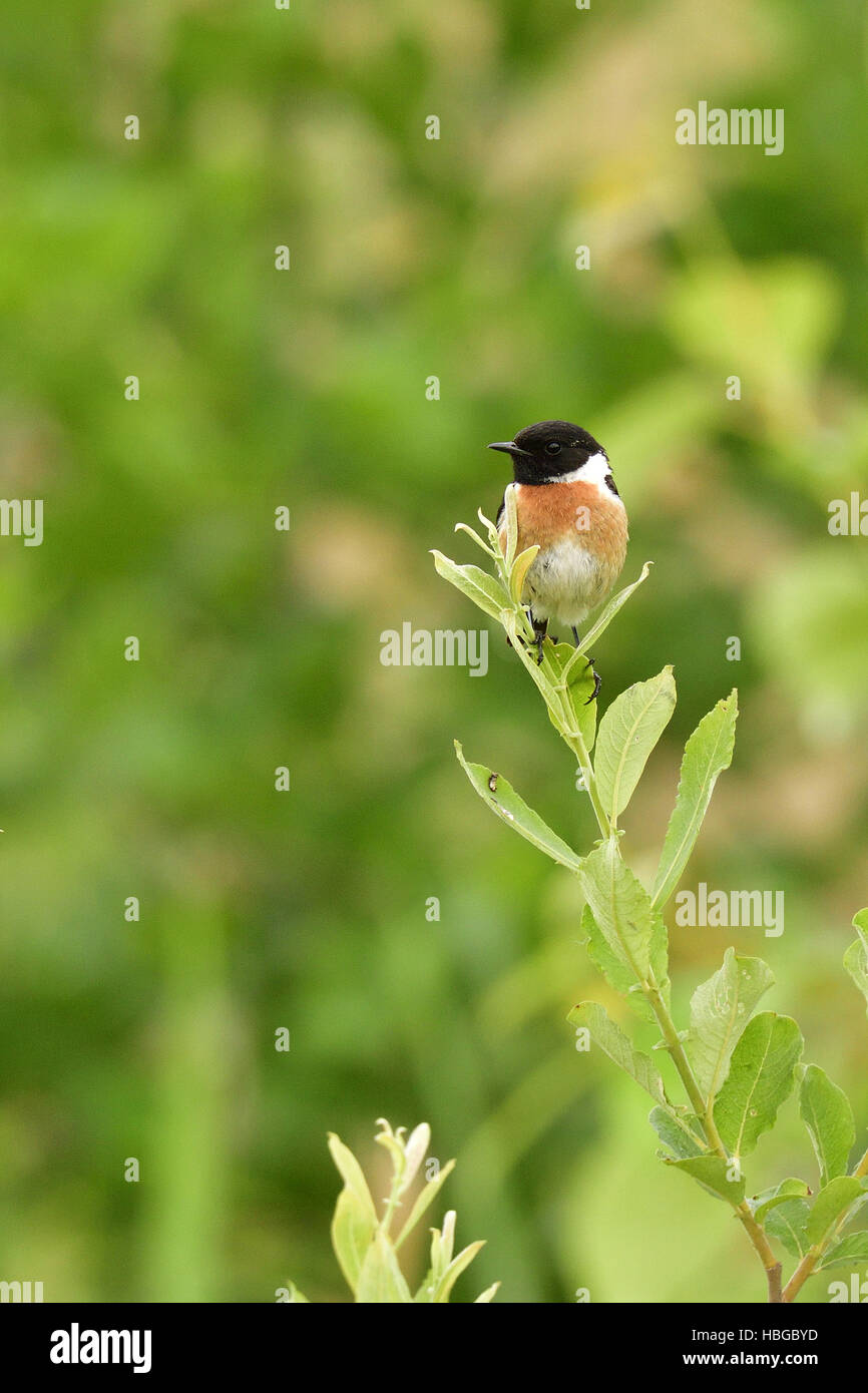 European stonechat hi-res stock photography and images - Alamy