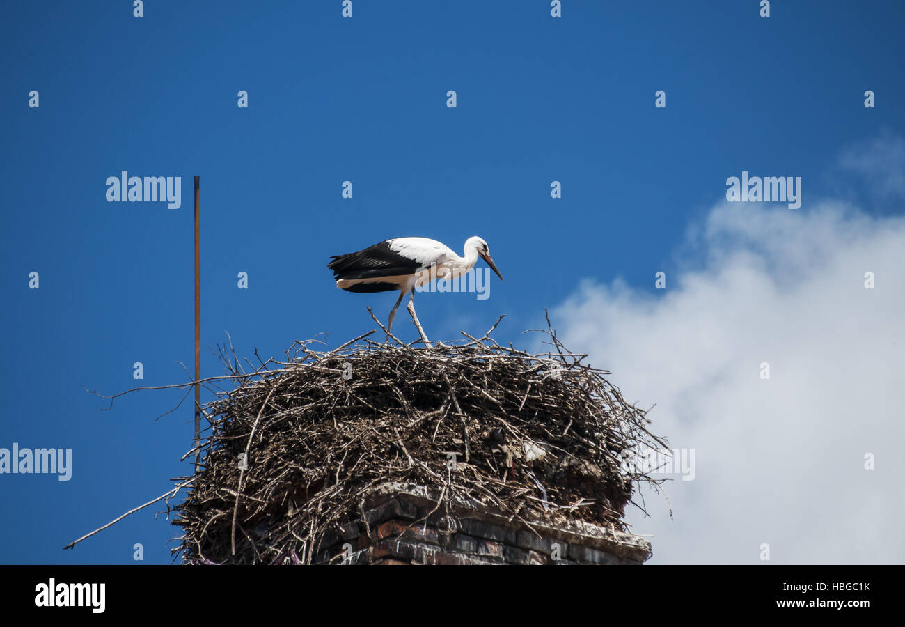 Young stork in nest built on brick chimney Stock Photo - Alamy