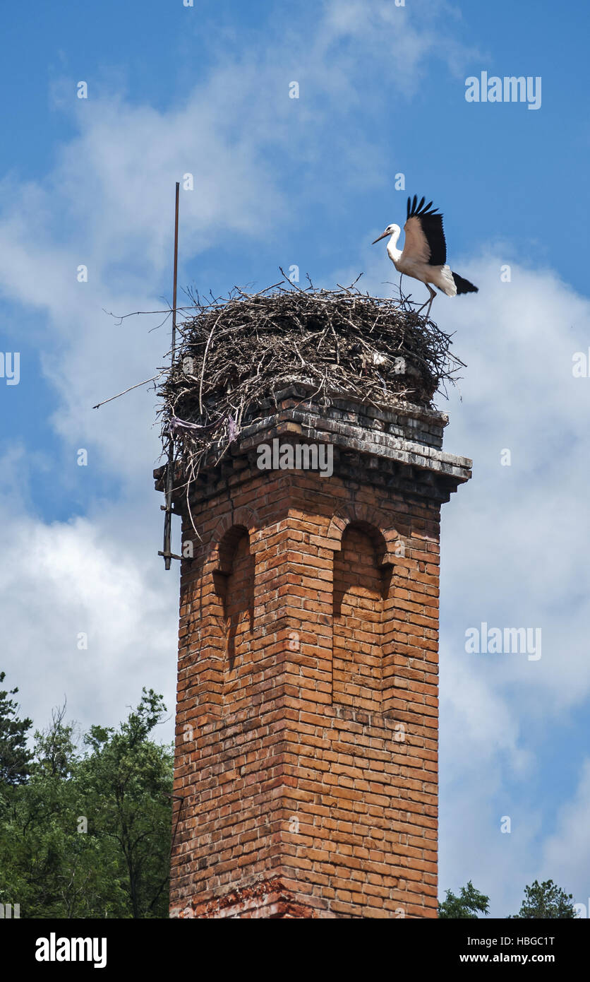 Young stork in nest built on brick chimney Stock Photo - Alamy