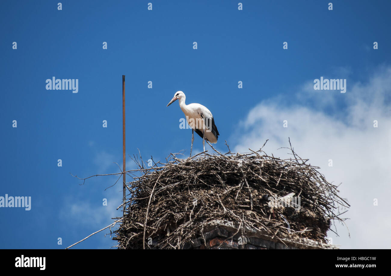 Young stork in nest built on brick chimney Stock Photo - Alamy