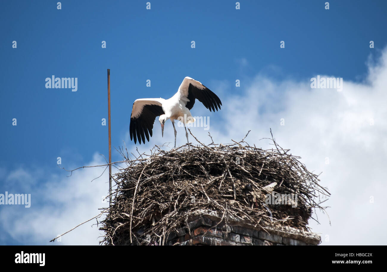 Young stork in nest built on brick chimney Stock Photo - Alamy