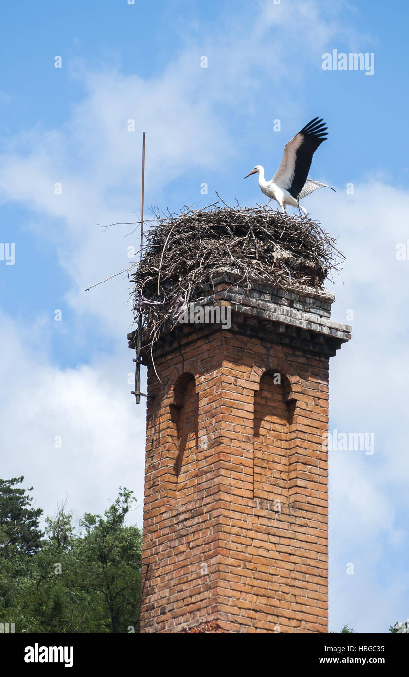 Young stork in nest built on brick chimney Stock Photo - Alamy