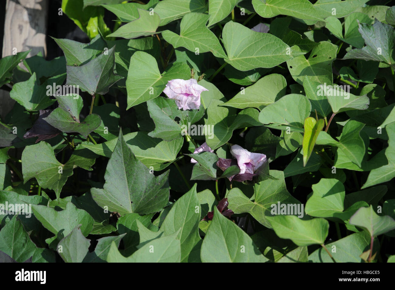 Ipomoea bata hi-res stock photography and images - Alamy