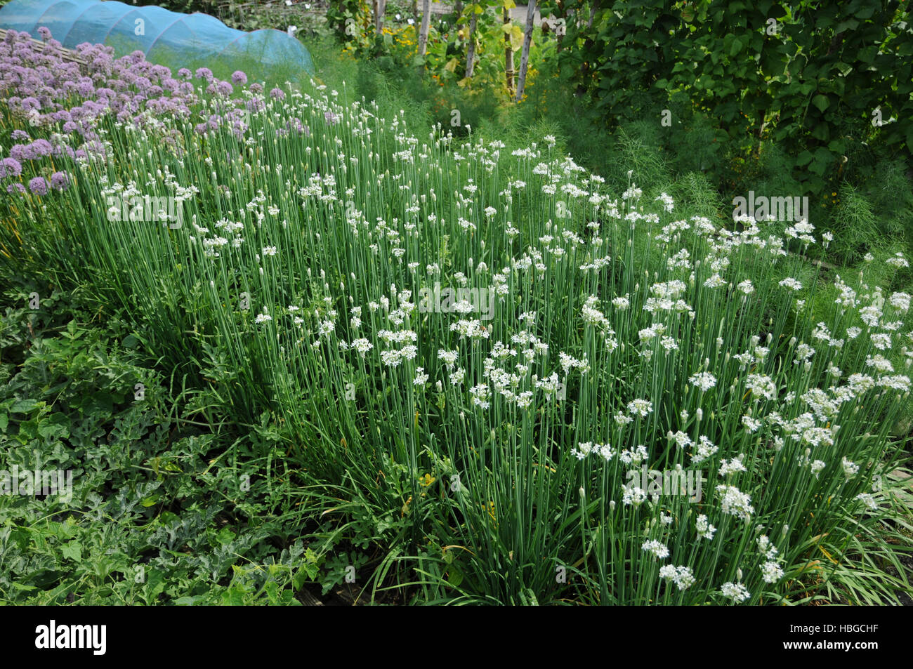 Allium tuberosum, Chinese leek Stock Photo - Alamy