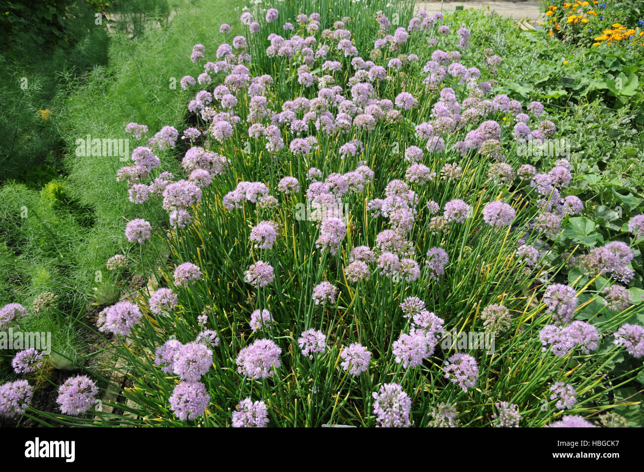 Allium tuberosum, Chinese leek Stock Photo - Alamy