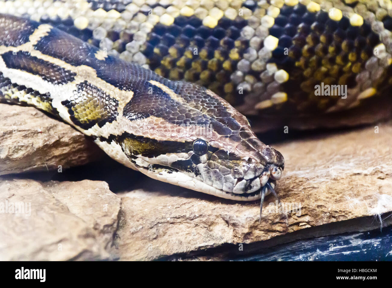 Snake tongue hi-res stock photography and images - Alamy