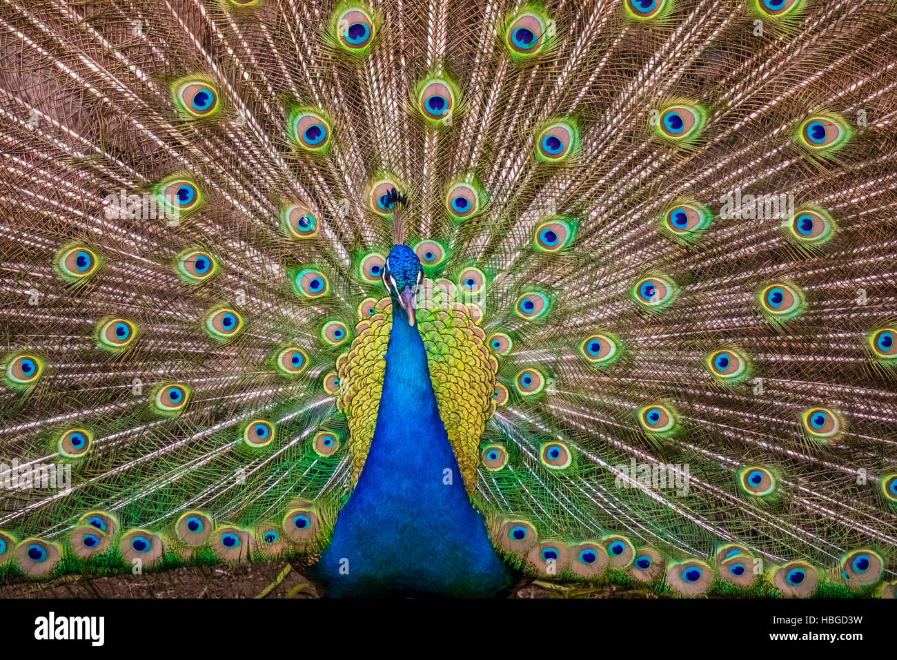 Peacock tail display hi-res stock photography and images - Alamy