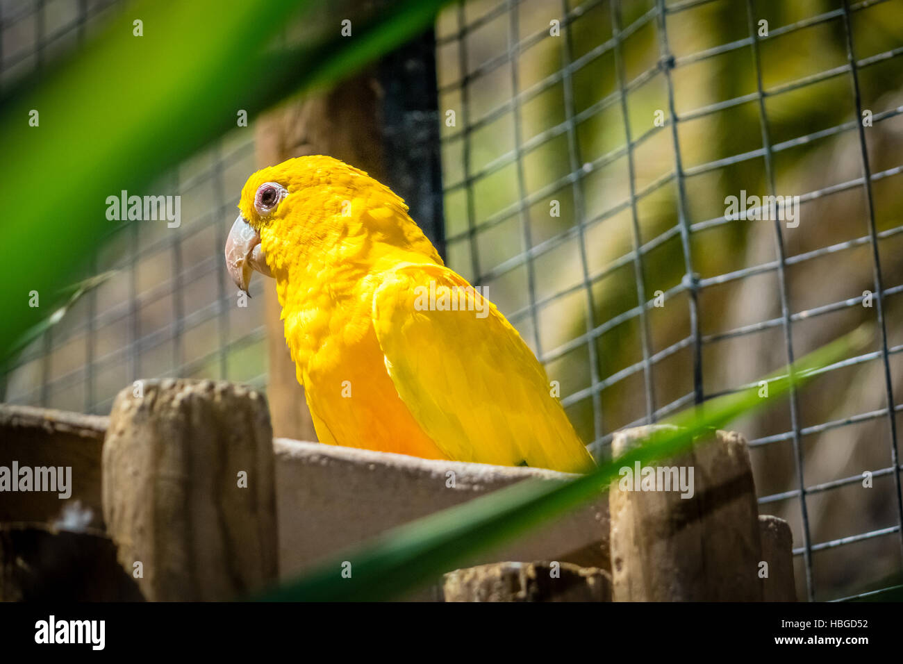 Yellow parrot sitting in cage Stock Photo - Alamy