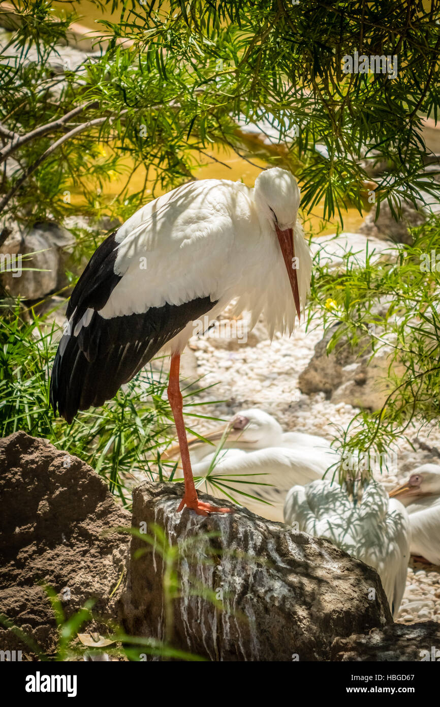 Single stork standing Stock Photo - Alamy
