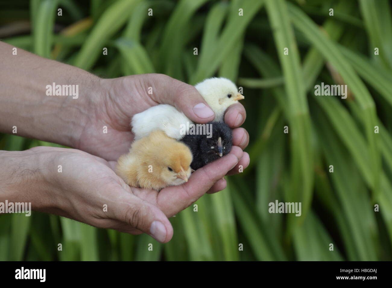 Hand holding baby chicken hi-res stock photography and images - Alamy