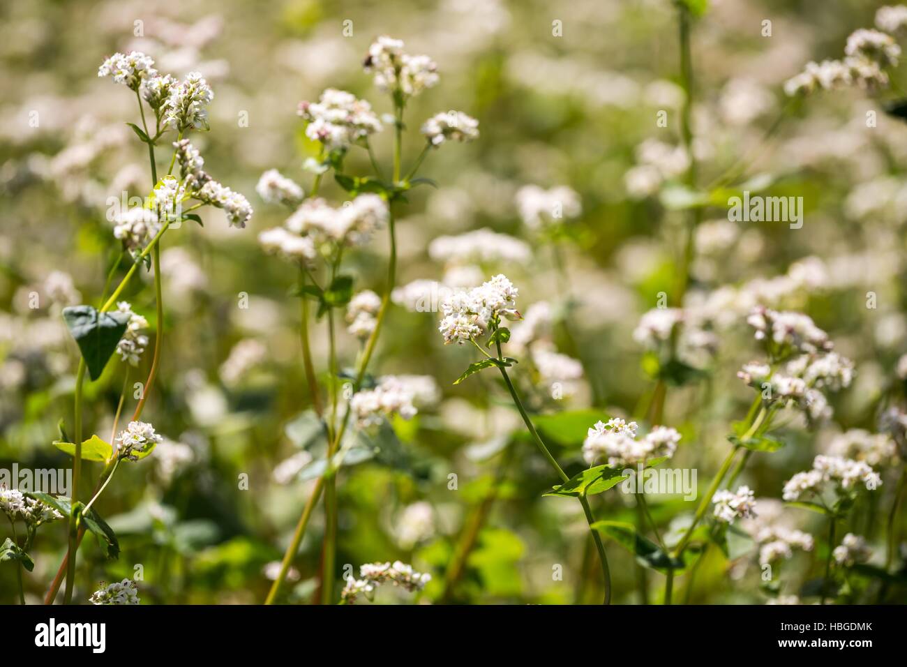 Beautiful close up of buckwheat flowers Stock Photo - Alamy