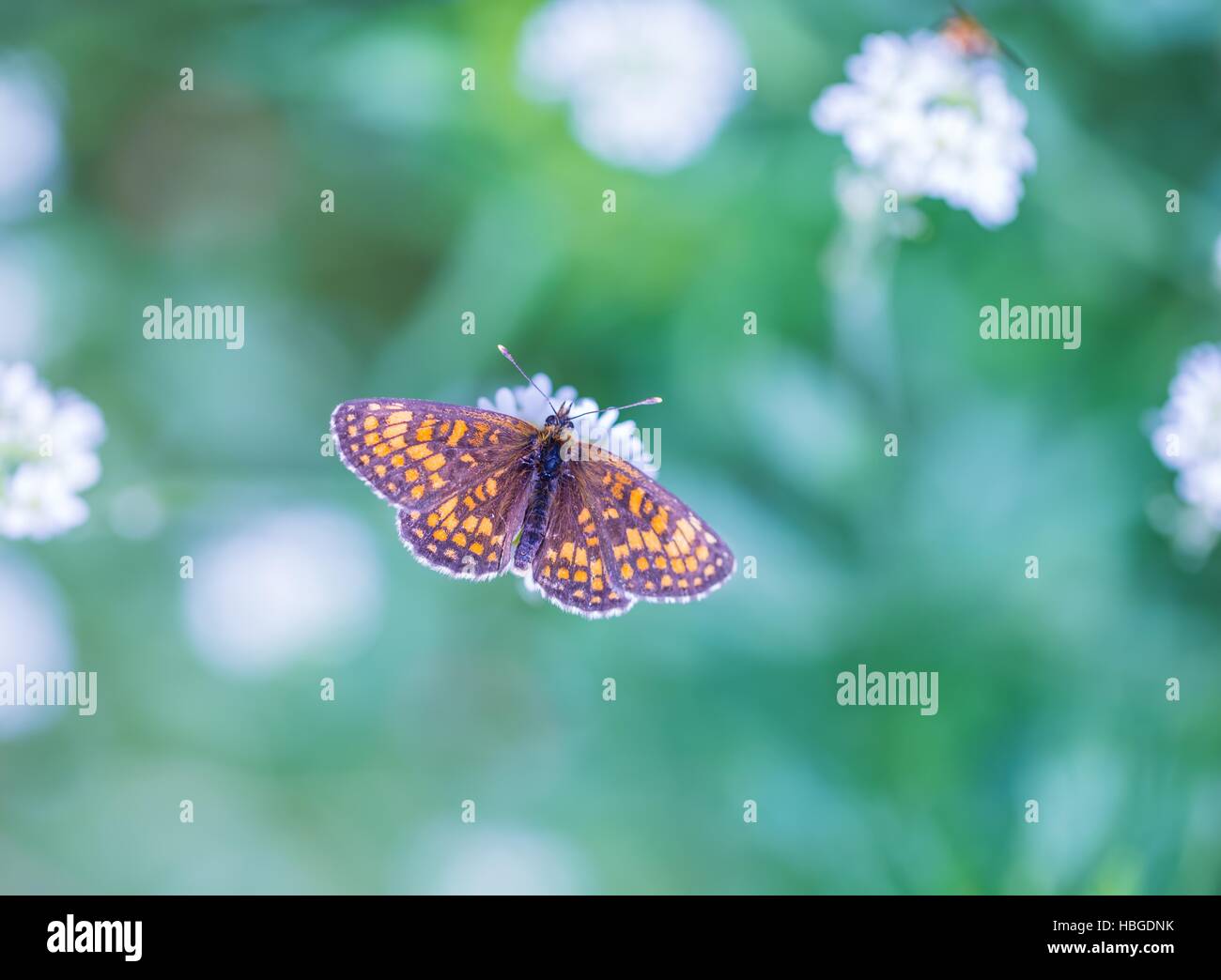 Beutiful butterly macro Stock Photo - Alamy