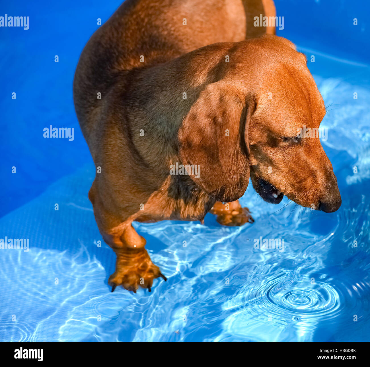 Water in blue pet hi-res stock photography and images - Alamy