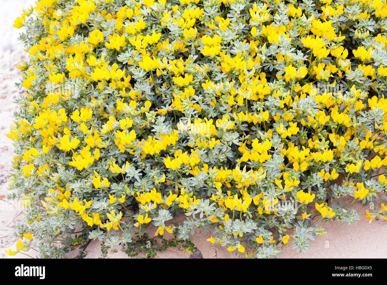 Flowering plant Lotus creticus close-up Stock Photo - Alamy