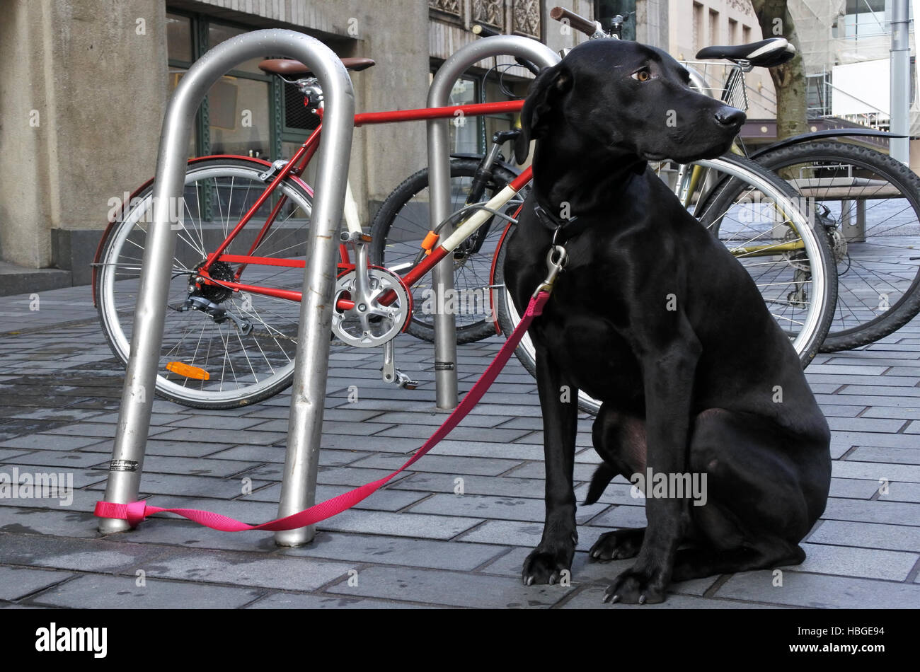Black Street Dog High Resolution Stock Photography and Images - Alamy