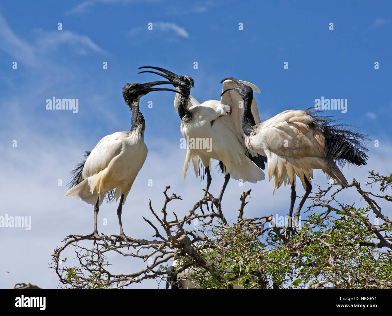 Sacred ibis' in a tree Stock Photo - Alamy