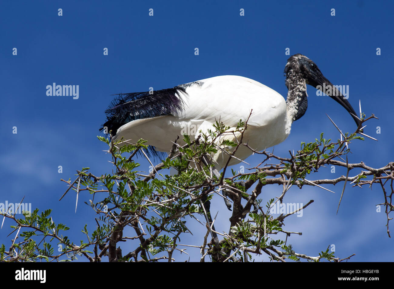 Sacred ibis in a tree Stock Photo - Alamy