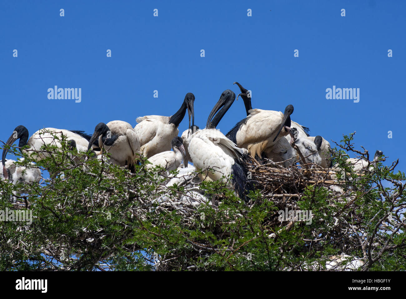 Sacred Ibis' in a tree Stock Photo - Alamy