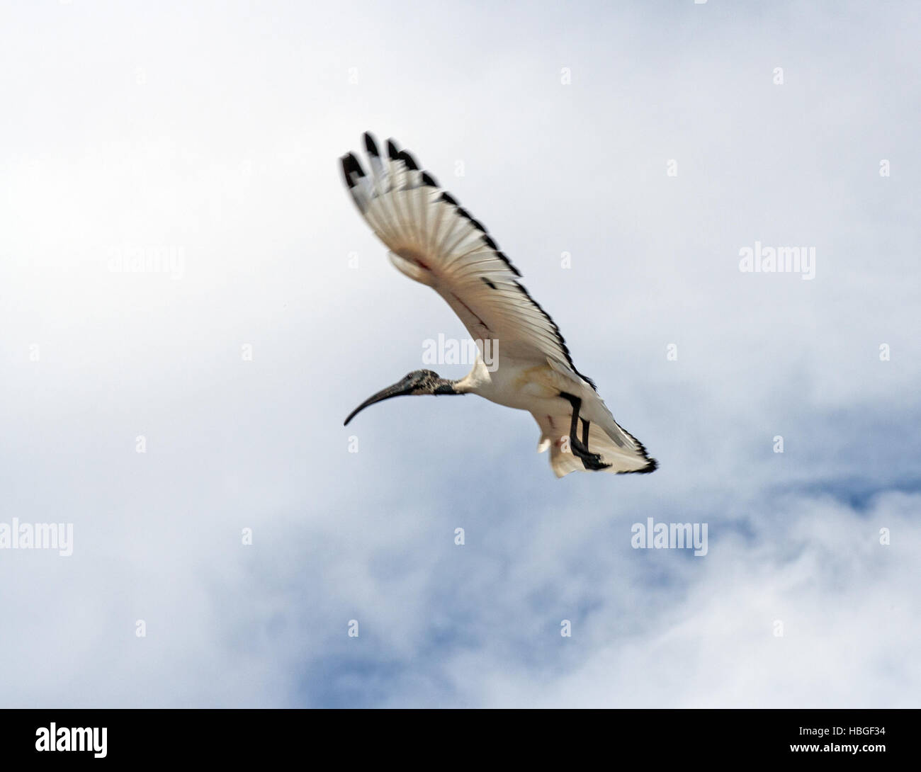 Sacred ibis in flight Stock Photo - Alamy